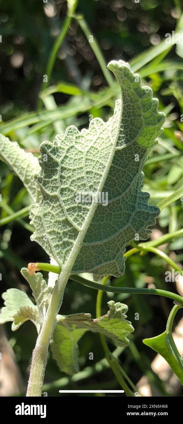 desert lavender (Condea emoryi) Plantae Stock Photo - Alamy