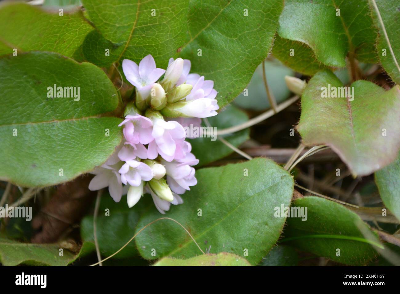 trailing arbutus (Epigaea repens) Plantae Stock Photo - Alamy