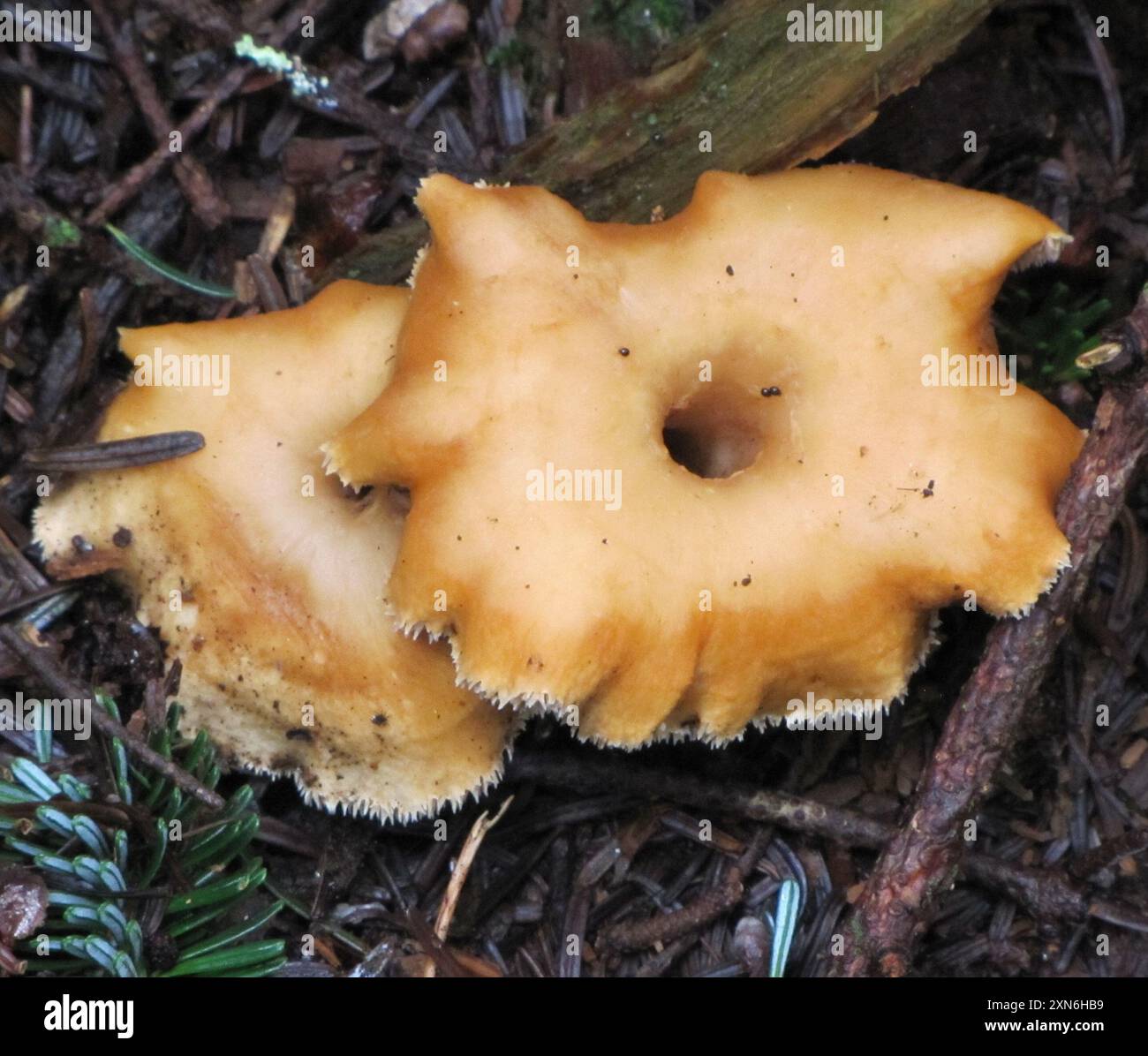 depressed hedgehog (Hydnum umbilicatum) Fungi Stock Photo - Alamy