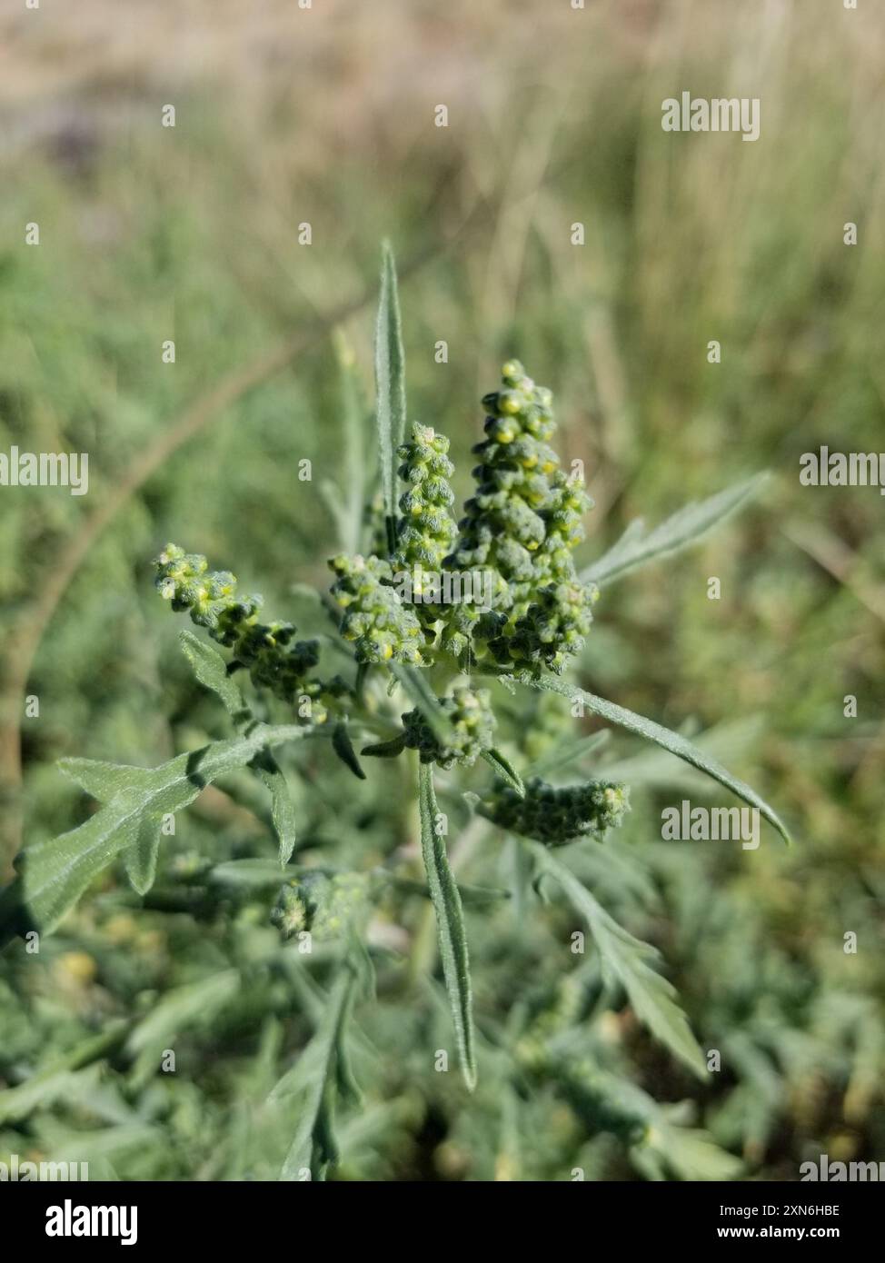 western ragweed (Ambrosia psilostachya) Plantae Stock Photo - Alamy
