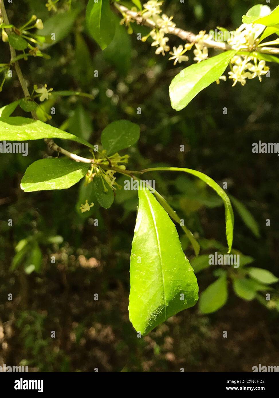 possumhaw (Ilex decidua) Plantae Stock Photo - Alamy