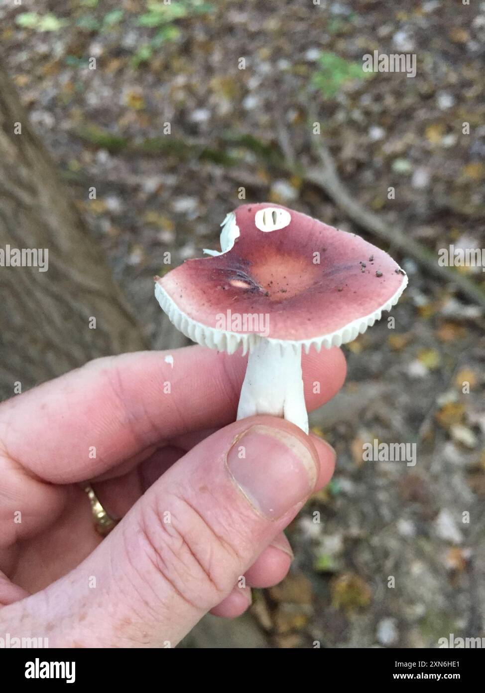 blood red russula (Russula rosacea) Fungi Stock Photo - Alamy
