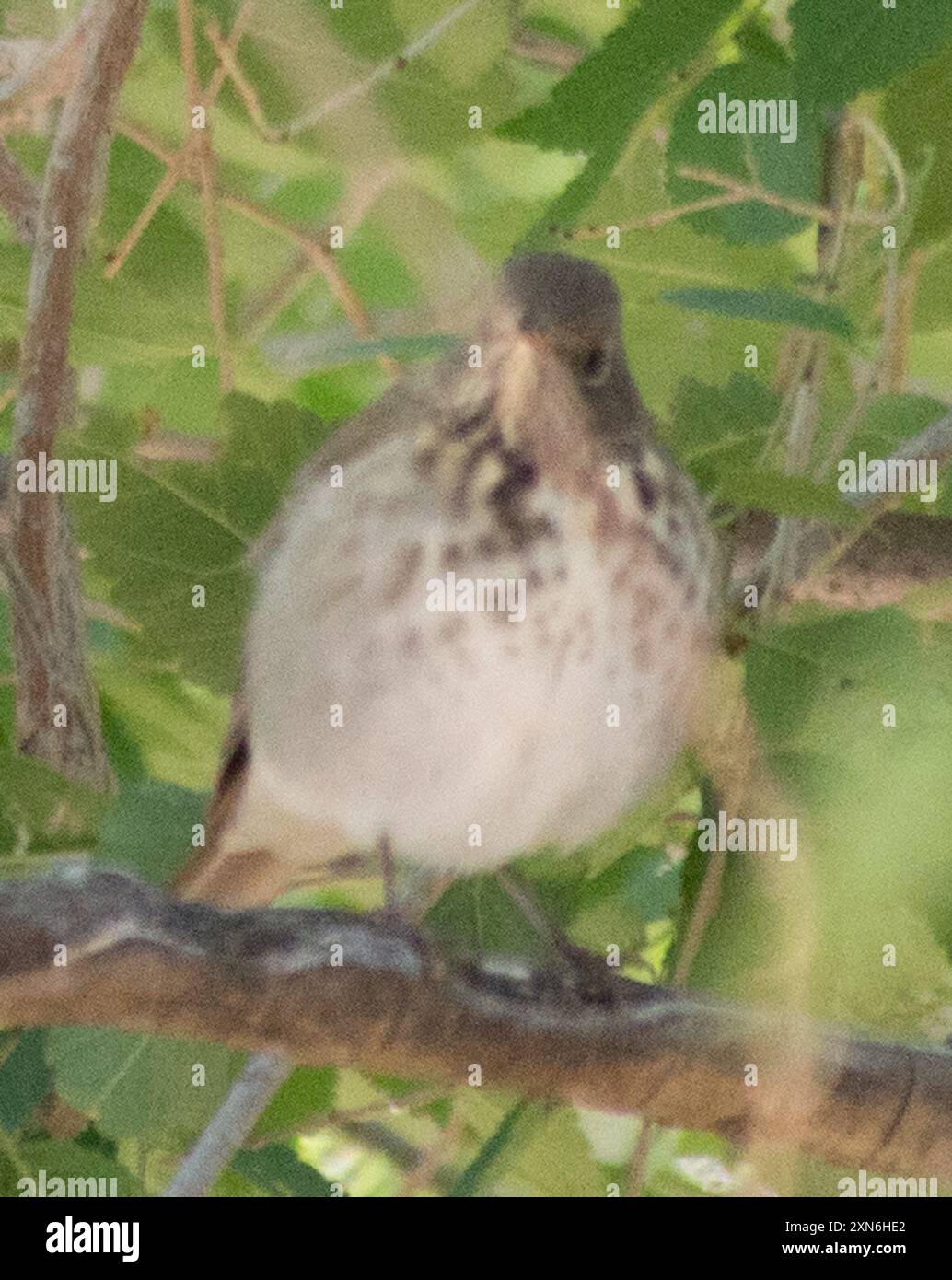 Hermit Thrush (Catharus guttatus) Aves Stock Photo - Alamy