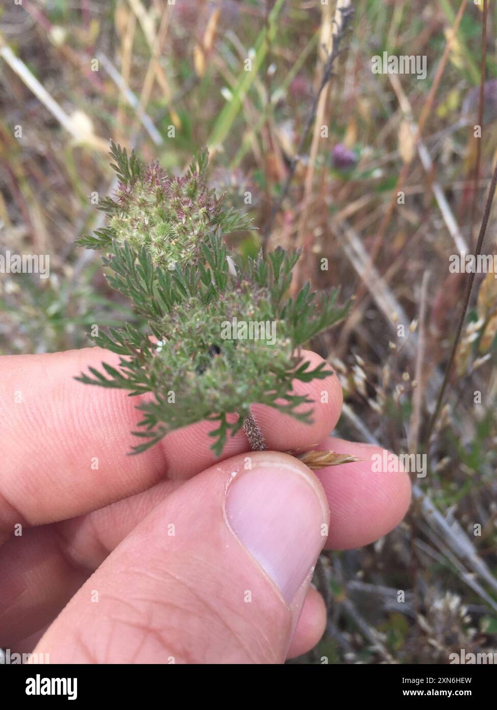 American wild carrot (Daucus pusillus) Plantae Stock Photo - Alamy