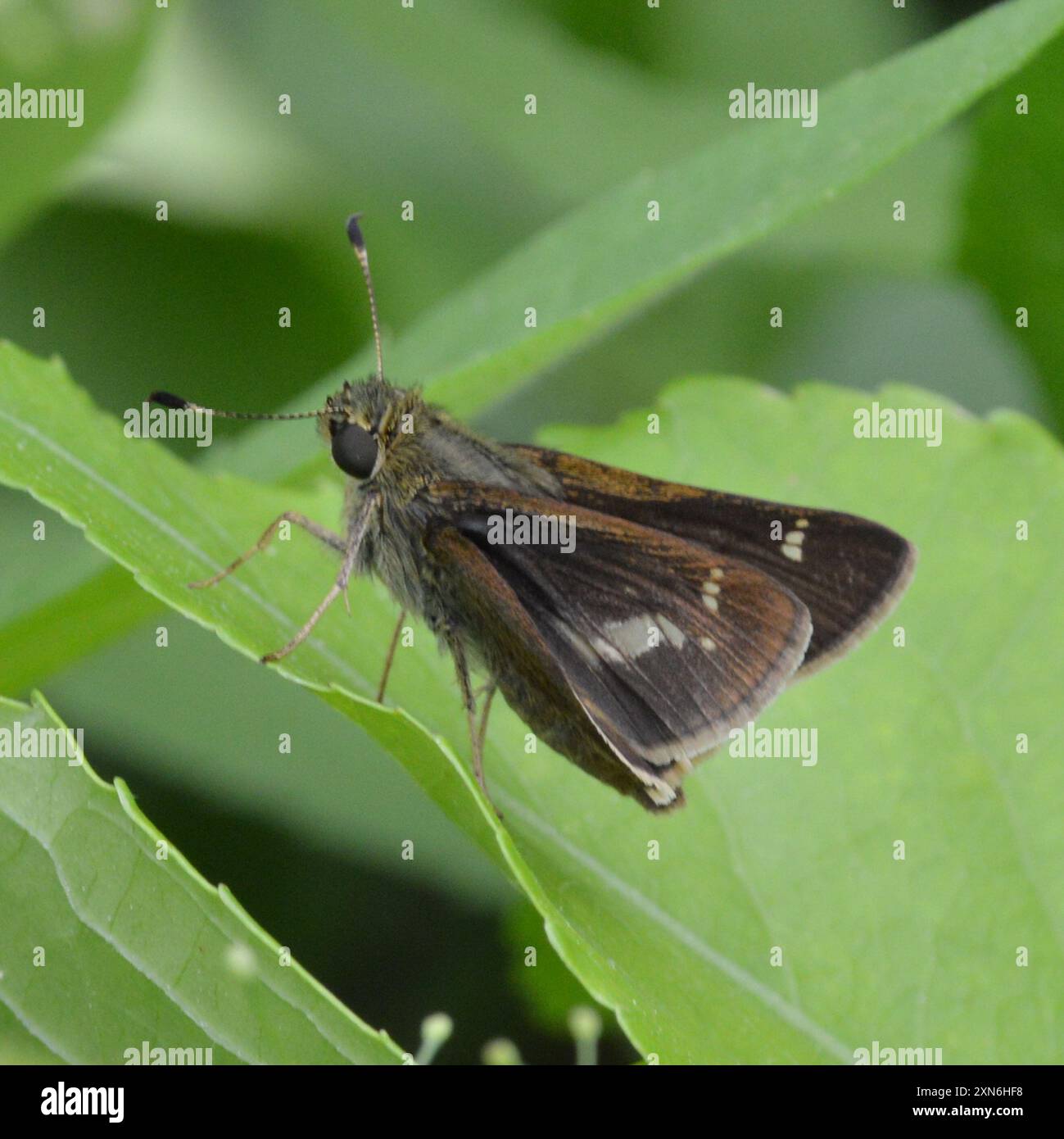 Vernia verna hi-res stock photography and images - Alamy