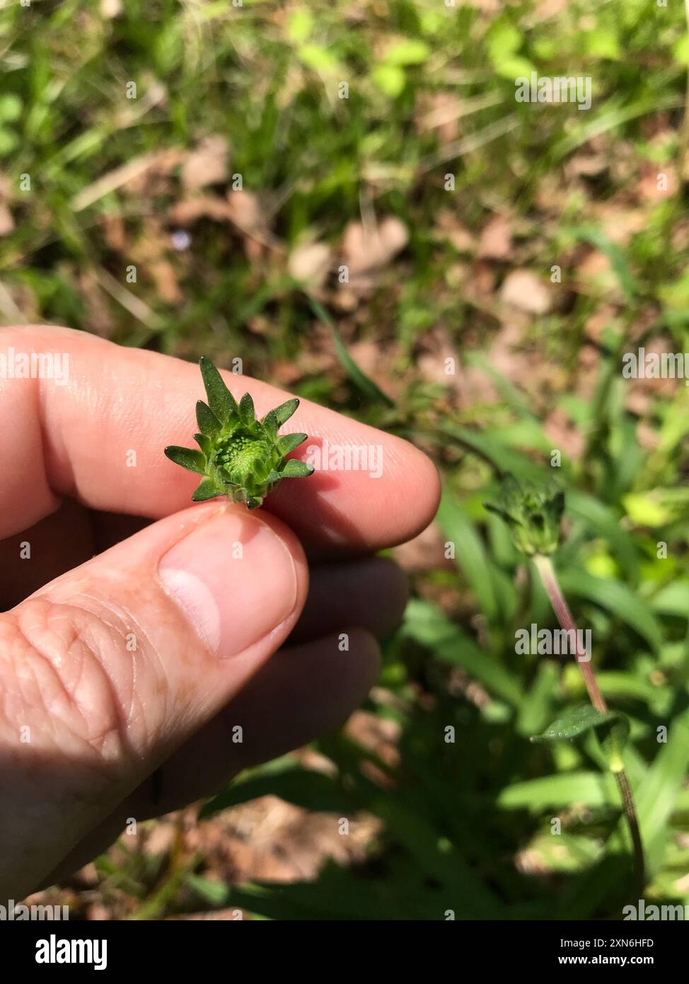 Oak Barrens Barbara's-Buttons (Marshallia legrandii) Plantae Stock ...