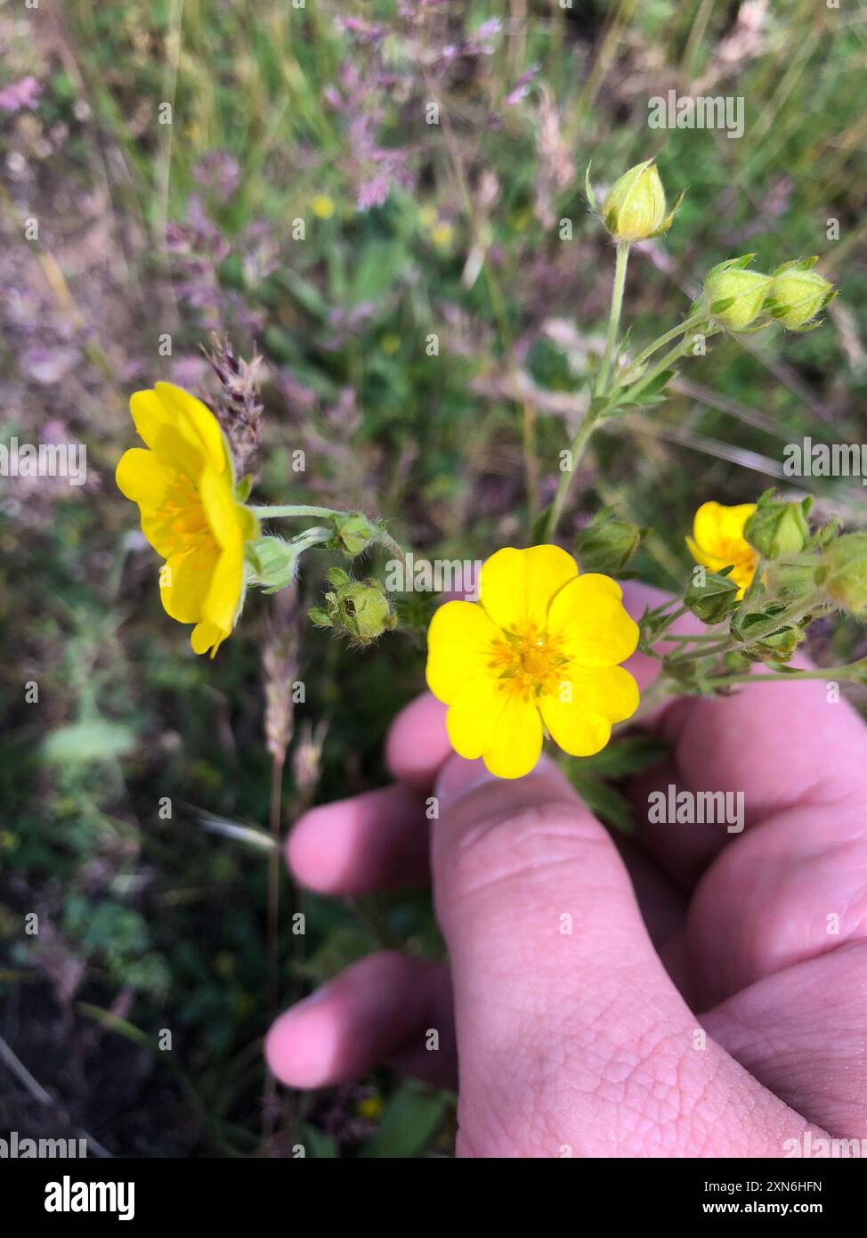 slender cinquefoil (Potentilla gracilis) Plantae Stock Photo - Alamy