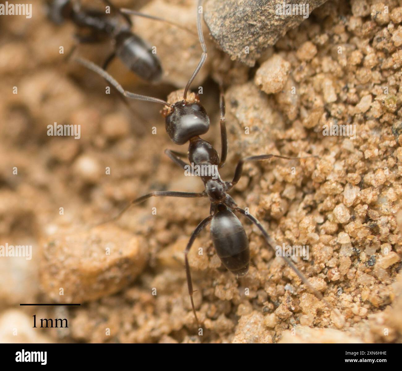 Pyramid Ants (Dorymyrmex) Insecta Stock Photo - Alamy