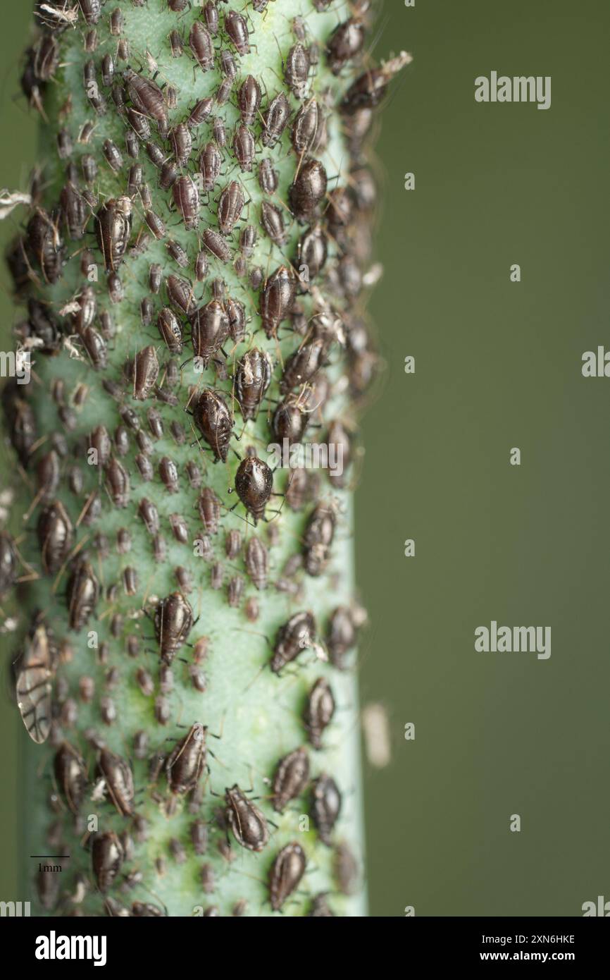 Onion Aphid (Neotoxoptera formosana) Insecta Stock Photo - Alamy