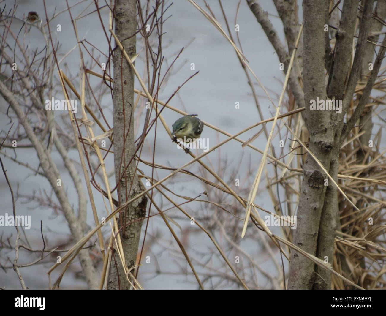 Setophaga cerulea hi-res stock photography and images - Alamy