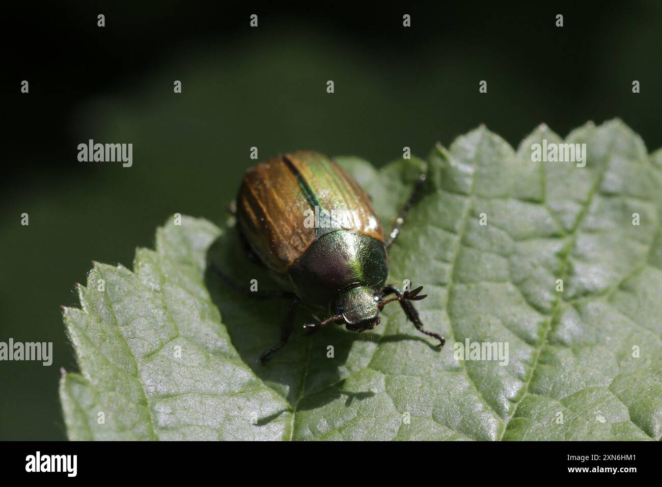 Dune Chafer (Anomala dubia) Insecta Stock Photo - Alamy