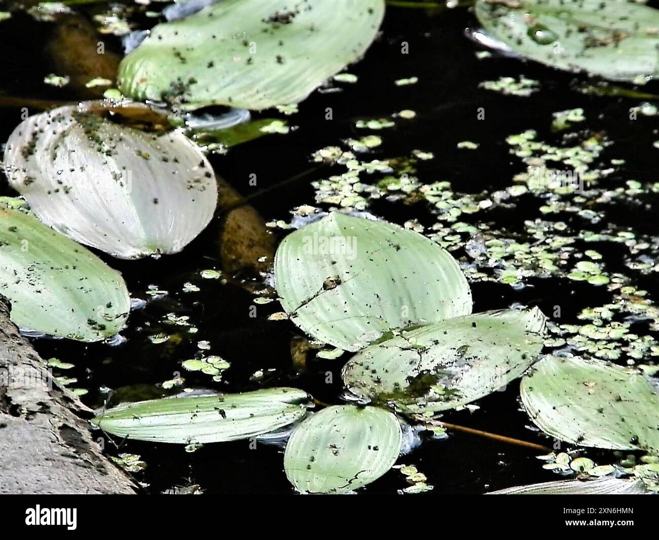 floating-leaved pondweed (Potamogeton natans) Plantae Stock Photo - Alamy