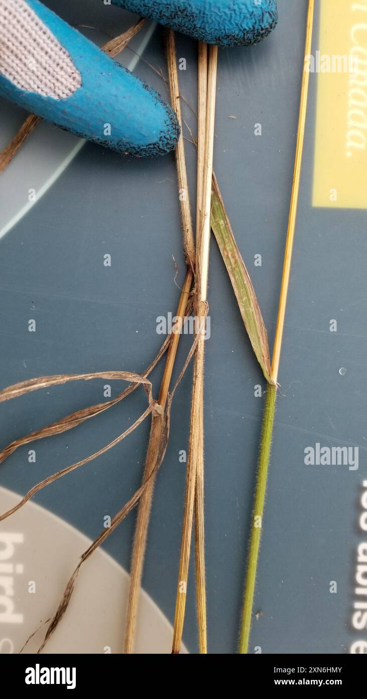 Alaska Oniongrass (Melica subulata) Plantae Stock Photo - Alamy
