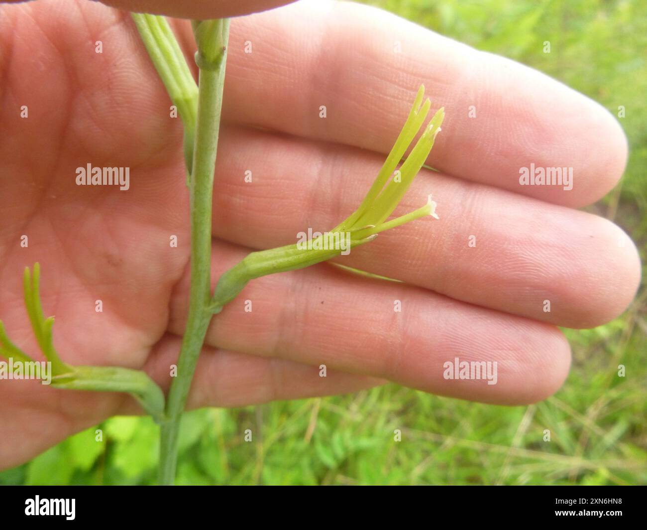 Manfreda virginica hi-res stock photography and images - Alamy