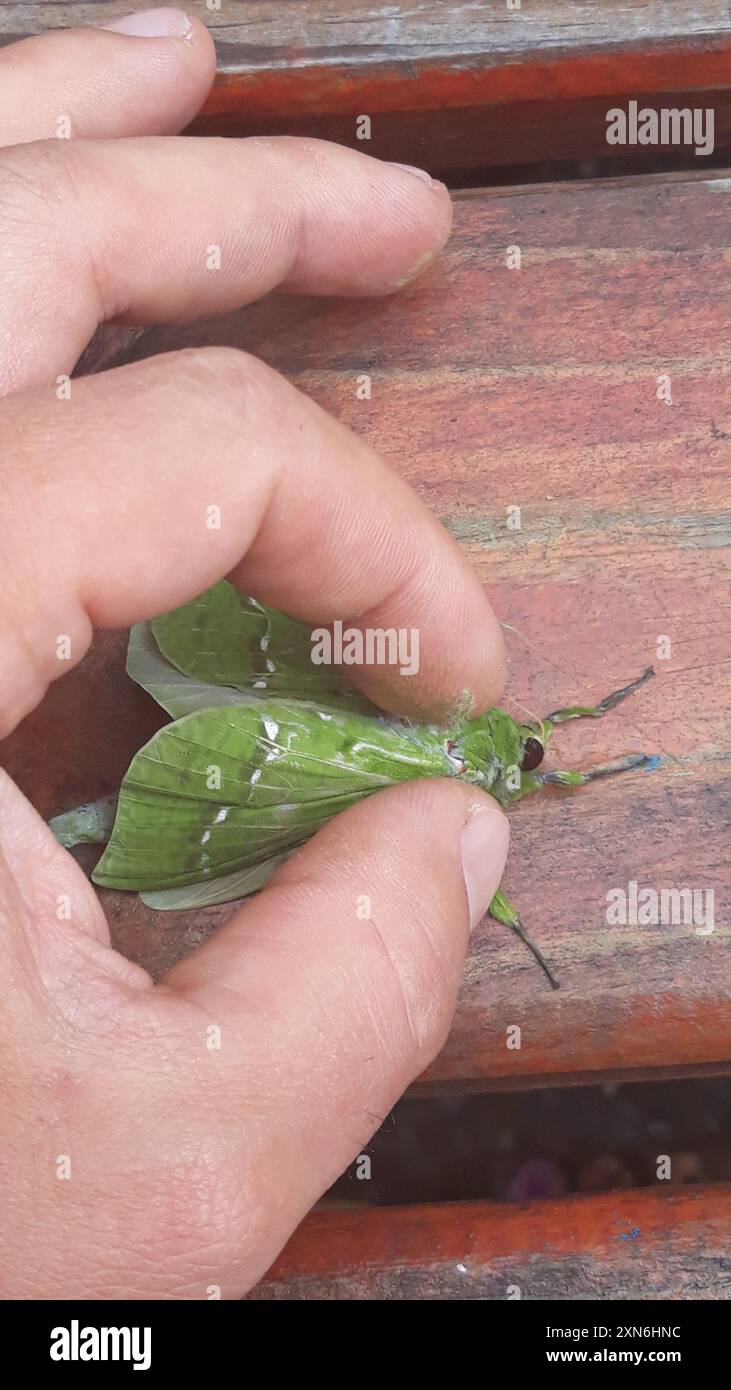Puriri moth (Aenetus virescens) Insecta Stock Photo - Alamy