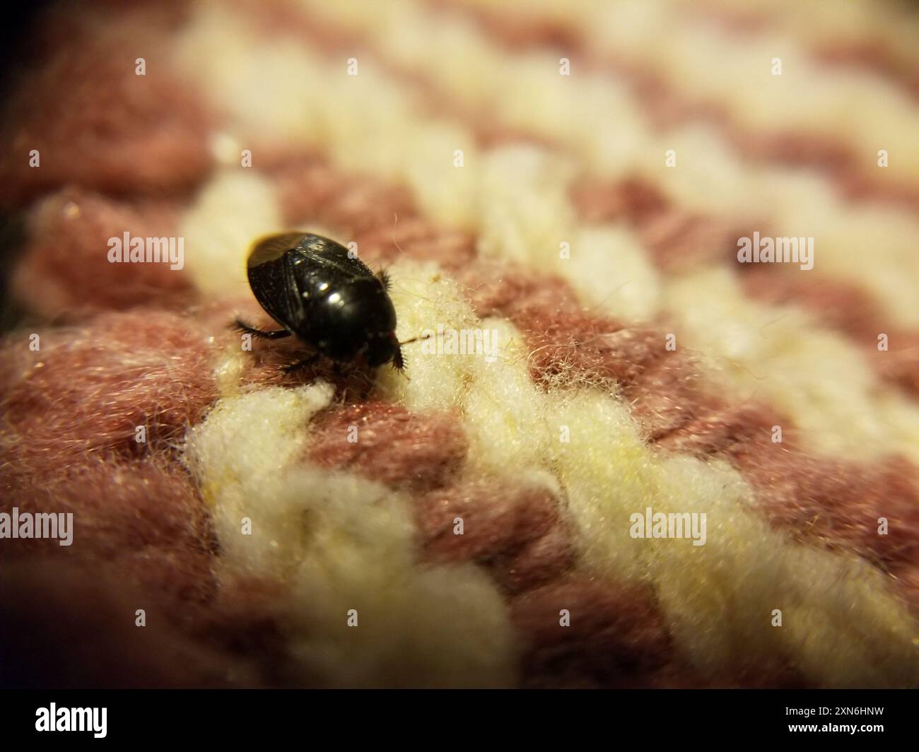 Two-lined Burrowing Bug (Pangaeus bilineatus) Insecta Stock Photo - Alamy