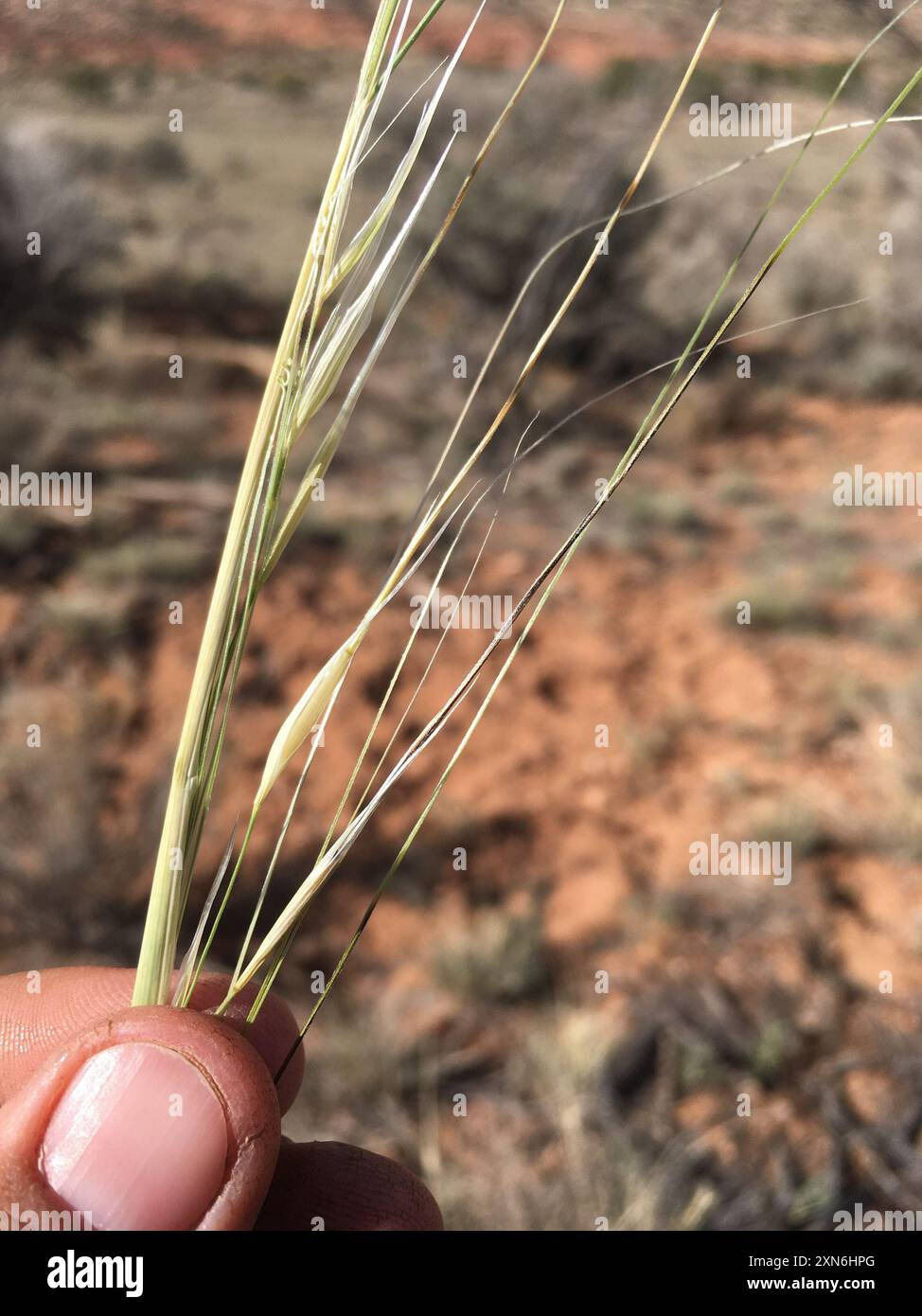 Needle-and-thread Grass (Hesperostipa comata) Plantae Stock Photo - Alamy