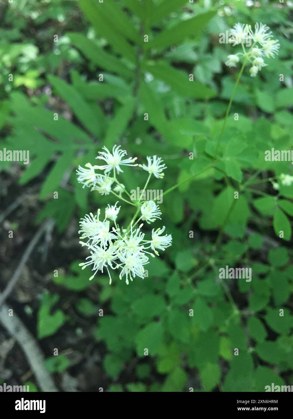 tall meadow-rue (Thalictrum pubescens) Plantae Stock Photo - Alamy