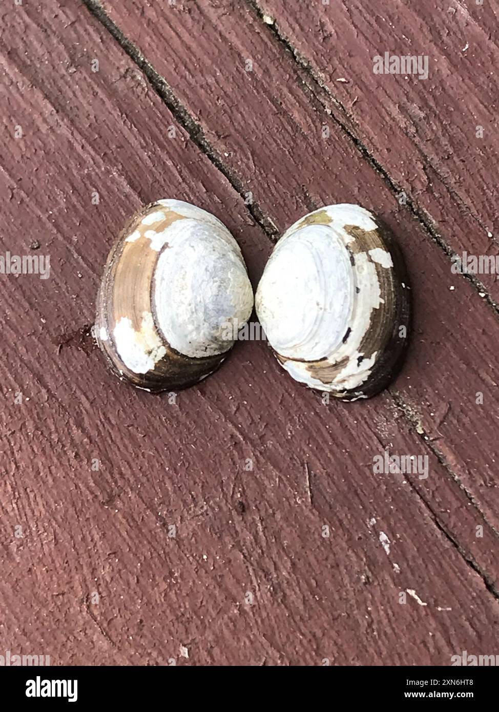Grooved Fingernailclam (Sphaerium simile) Mollusca Stock Photo - Alamy