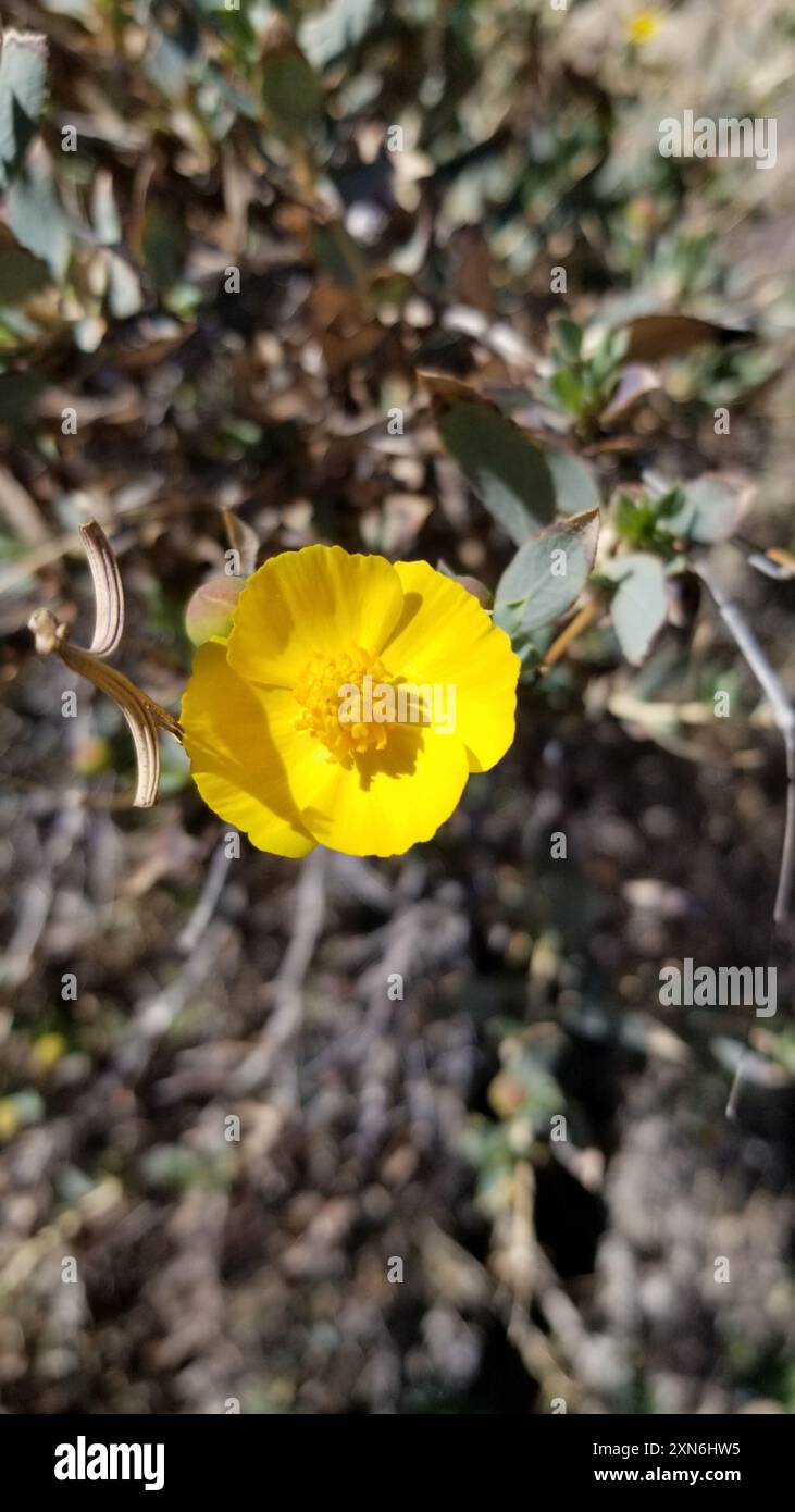 Bush Poppy (Dendromecon rigida) Plantae Stock Photo - Alamy