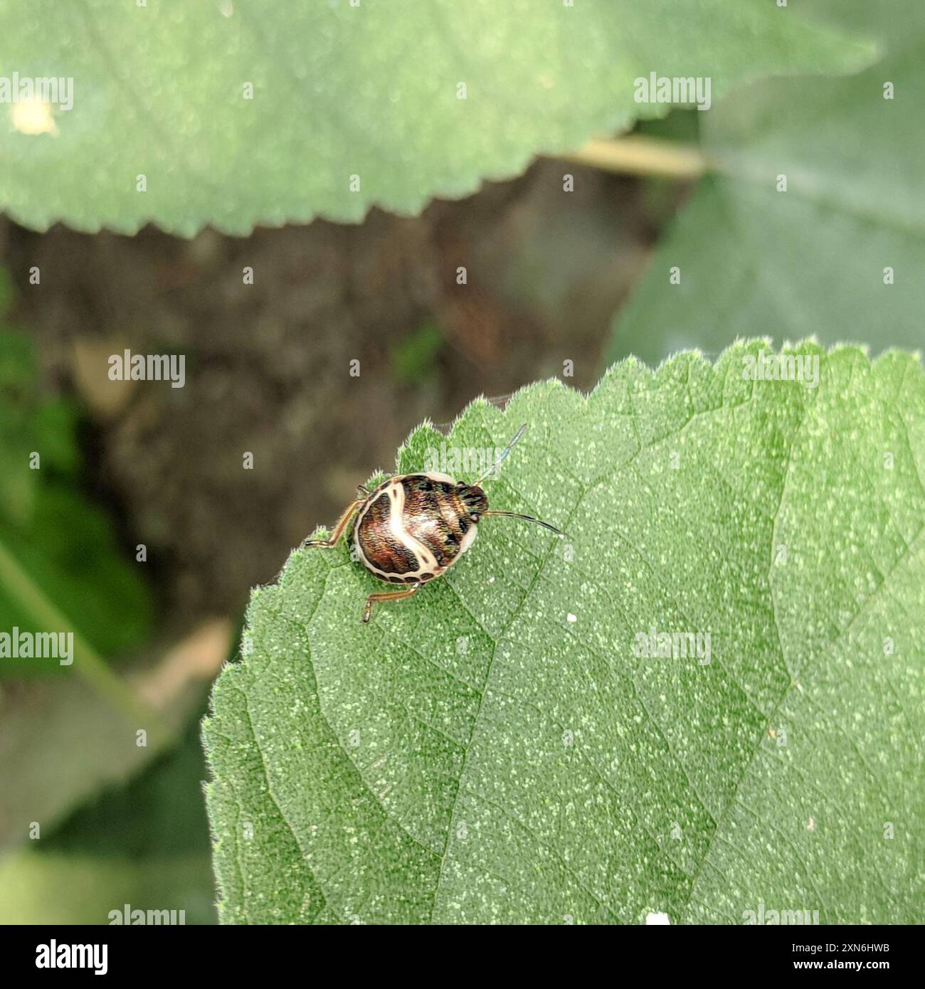 Clown Stink Bug (Poecilocoris lewisi) Insecta Stock Photo - Alamy