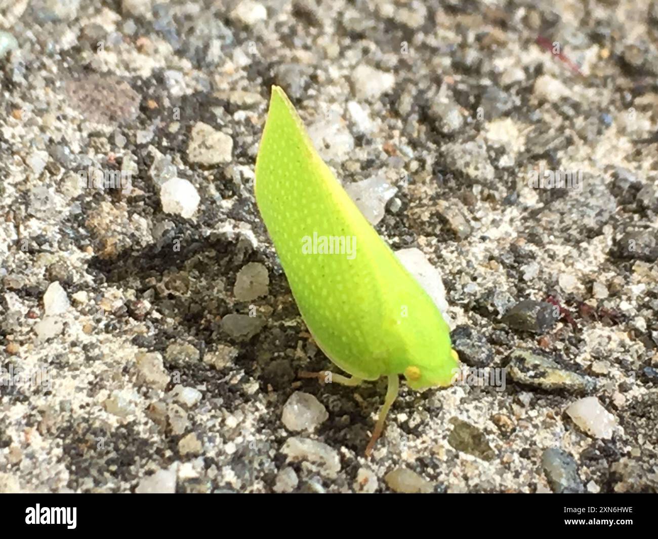 Siphanta acuta hi-res stock photography and images - Alamy