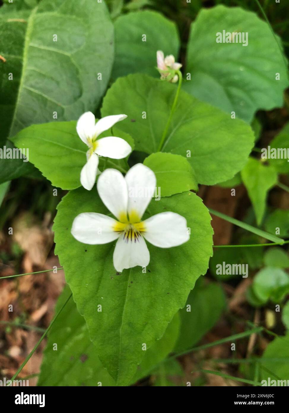 Canada Violet (Viola canadensis) Plantae Stock Photo - Alamy