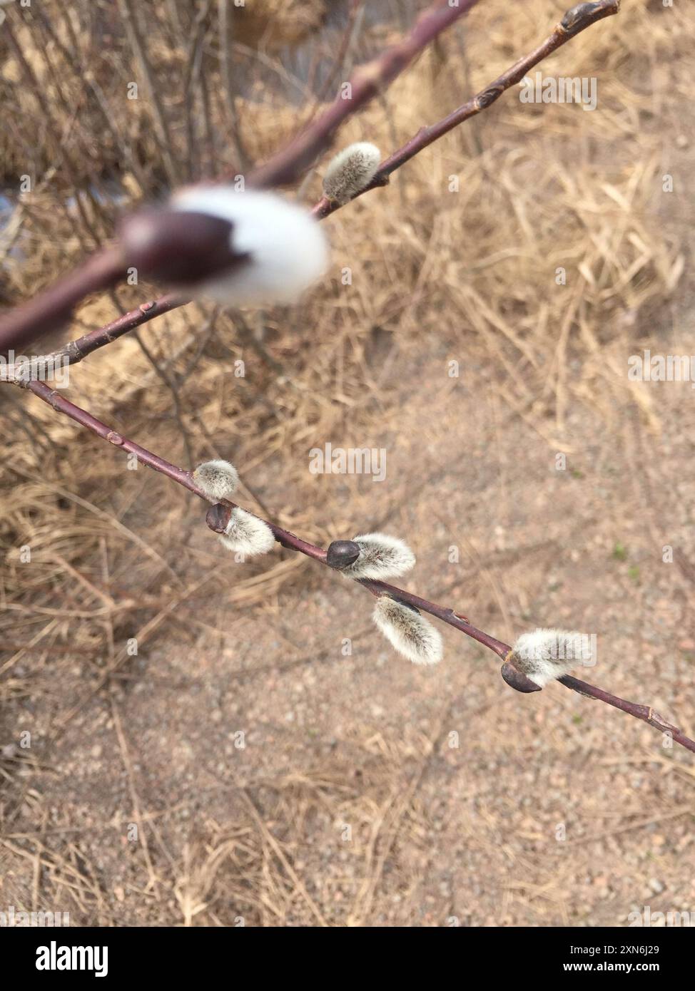 pussy willow (Salix discolor) Plantae Stock Photo - Alamy