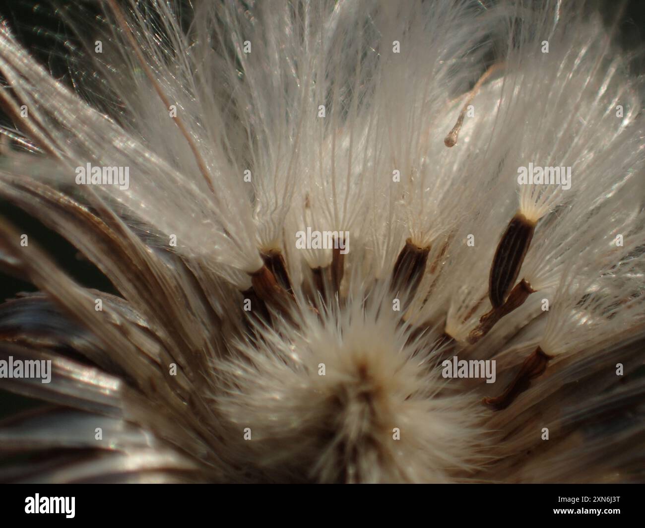 Hemisteptia hi-res stock photography and images - Alamy