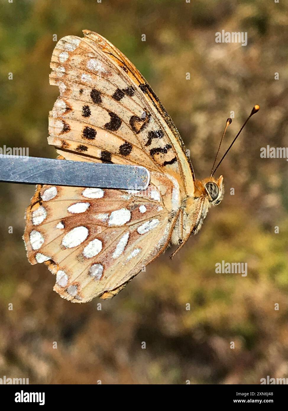 Great Basin Fritillary (Argynnis egleis) Insecta Stock Photo - Alamy