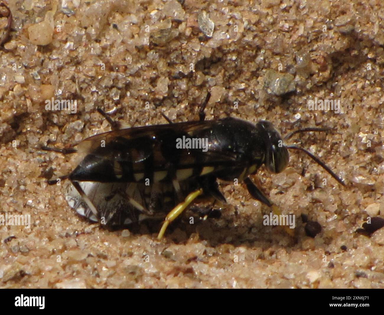 Four-banded Stink Bug Wasp (Bicyrtes quadrifasciatus) Insecta Stock ...