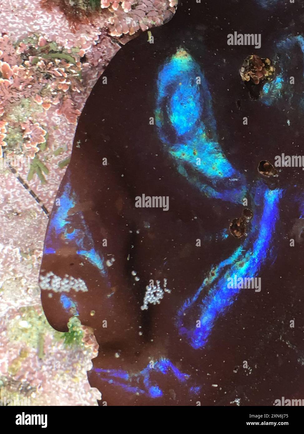 splendid iridescent seaweed (Mazzaella splendens) Plantae Stock Photo ...