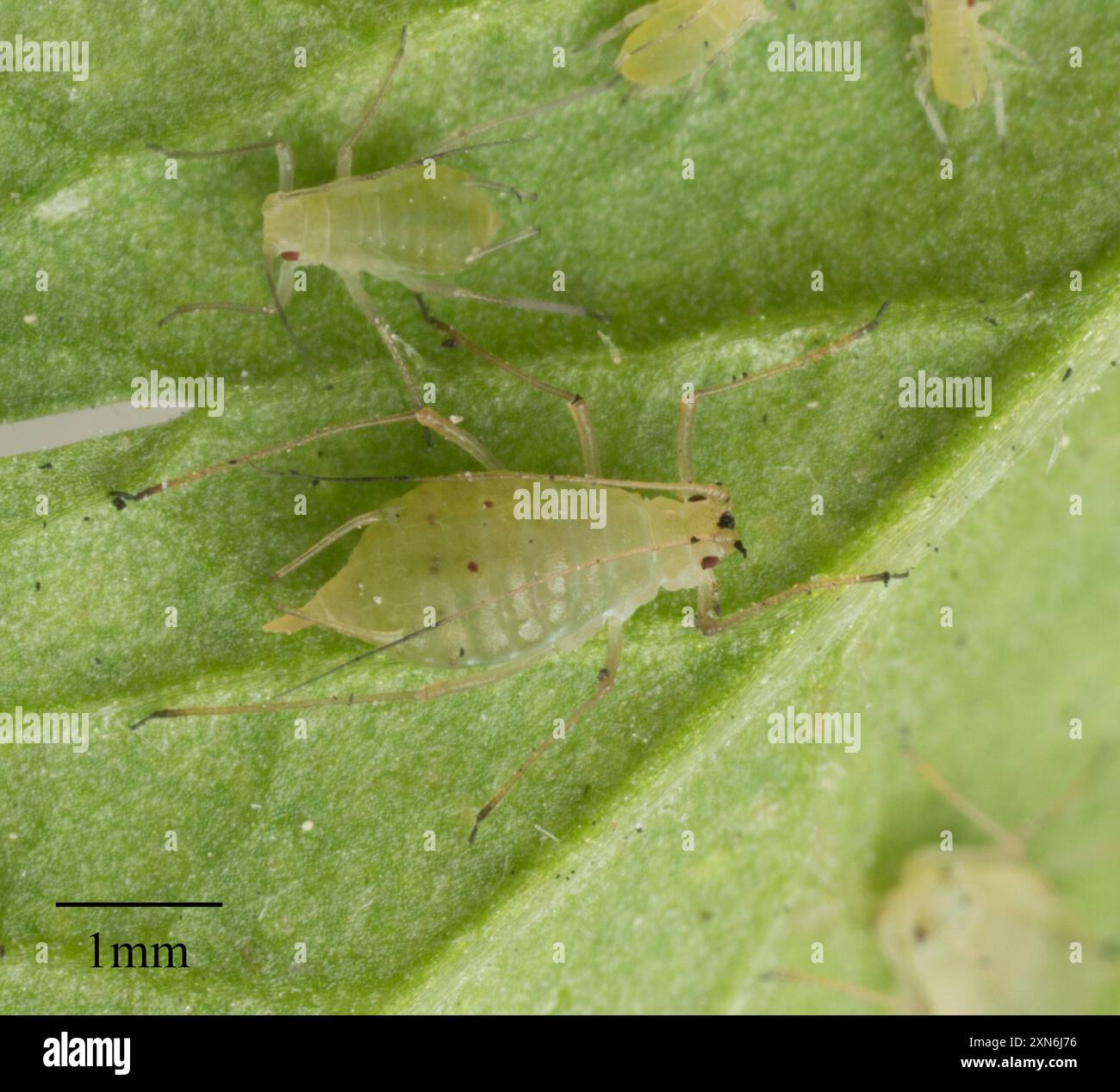 Blue Alfalfa Aphid (Acyrthosiphon kondoi) Insecta Stock Photo - Alamy