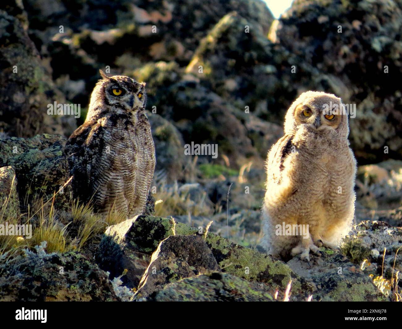 Bubo magellanicus hi-res stock photography and images - Alamy