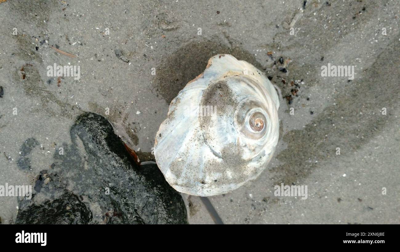 Moon Snails (Naticidae) Mollusca Stock Photo - Alamy
