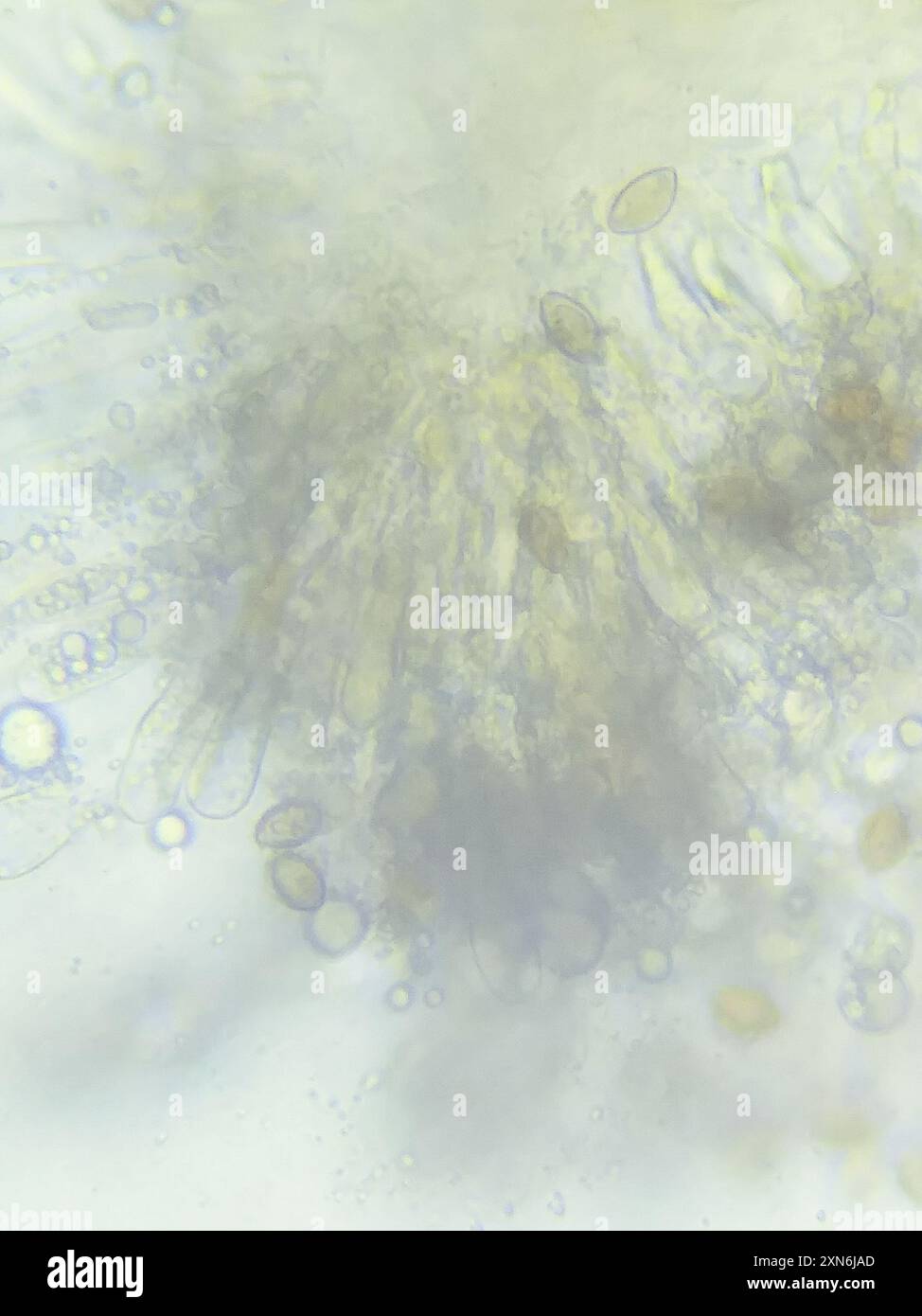 Brittlestems (Psathyrella) Fungi Stock Photo - Alamy