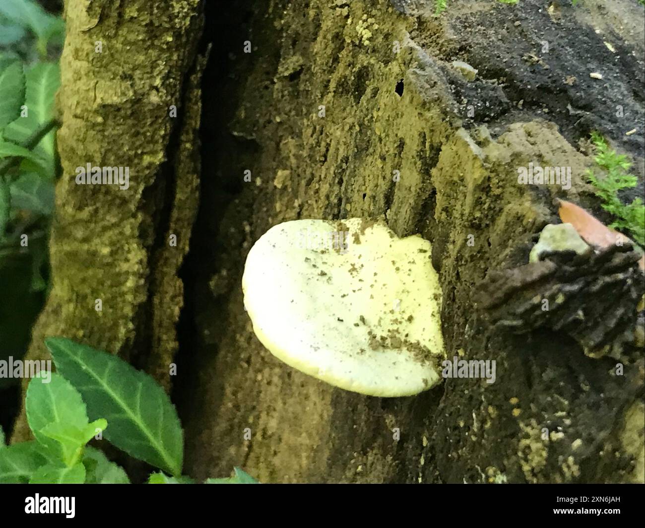 hexagonal-pored polypore (Neofavolus alveolaris) Fungi Stock Photo - Alamy