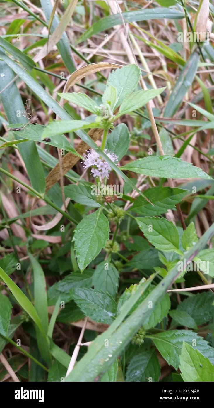 northern bugleweed (Lycopus uniflorus) Plantae Stock Photo - Alamy