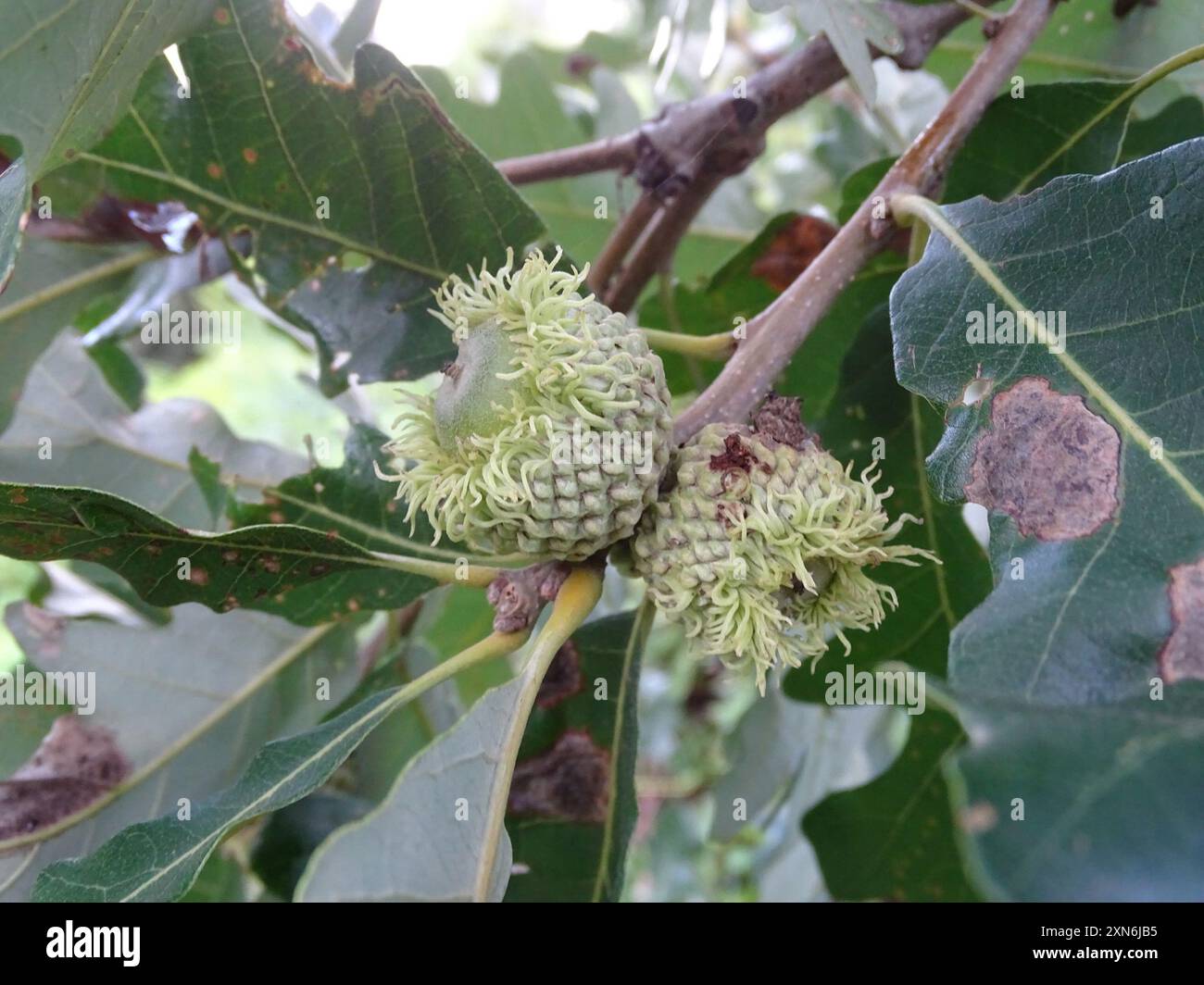 bur oak (Quercus macrocarpa) Plantae Stock Photo - Alamy