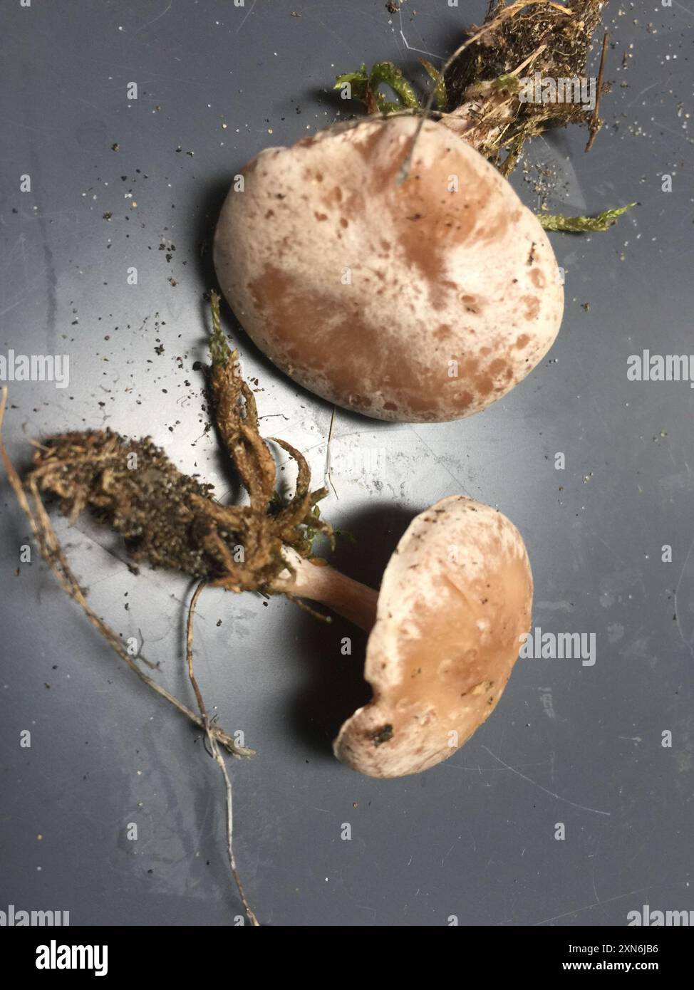 Basidiomycete Fungi (Basidiomycota) Fungi Stock Photo - Alamy