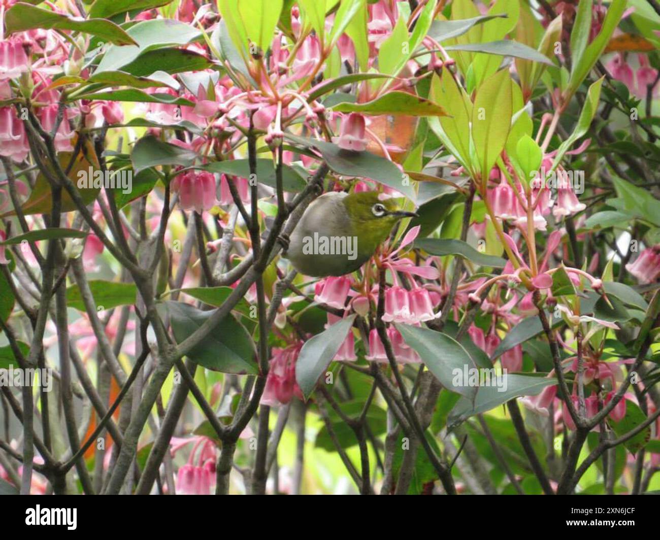 Swinhoe's White-eye (Zosterops simplex) Aves Stock Photo - Alamy