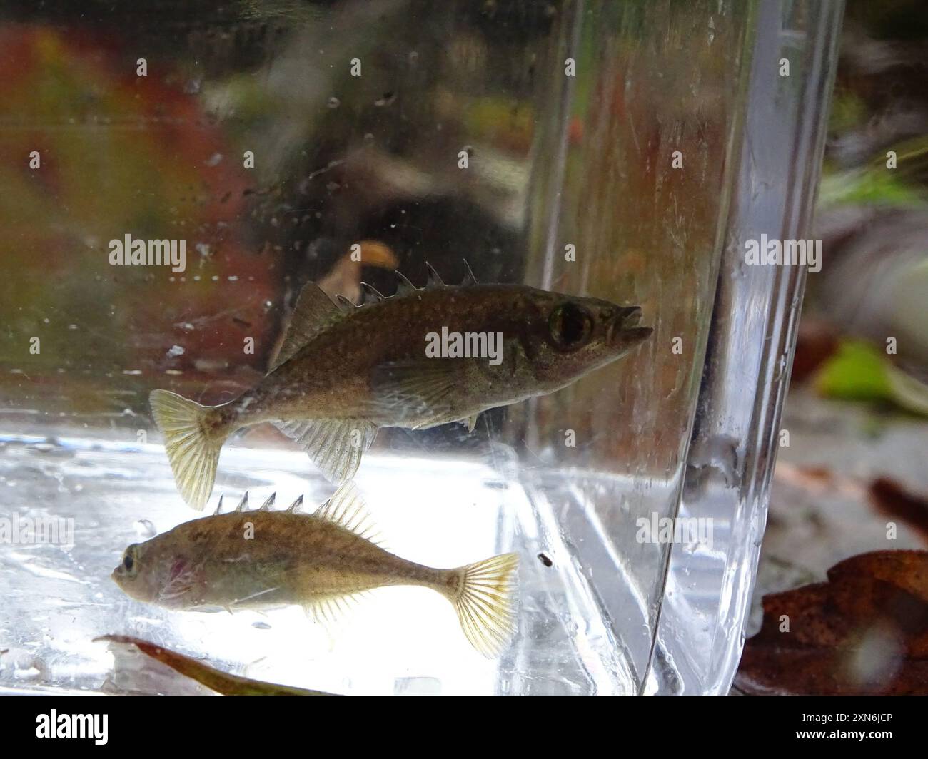 Brook Stickleback (Culaea inconstans) Actinopterygii Stock Photo - Alamy