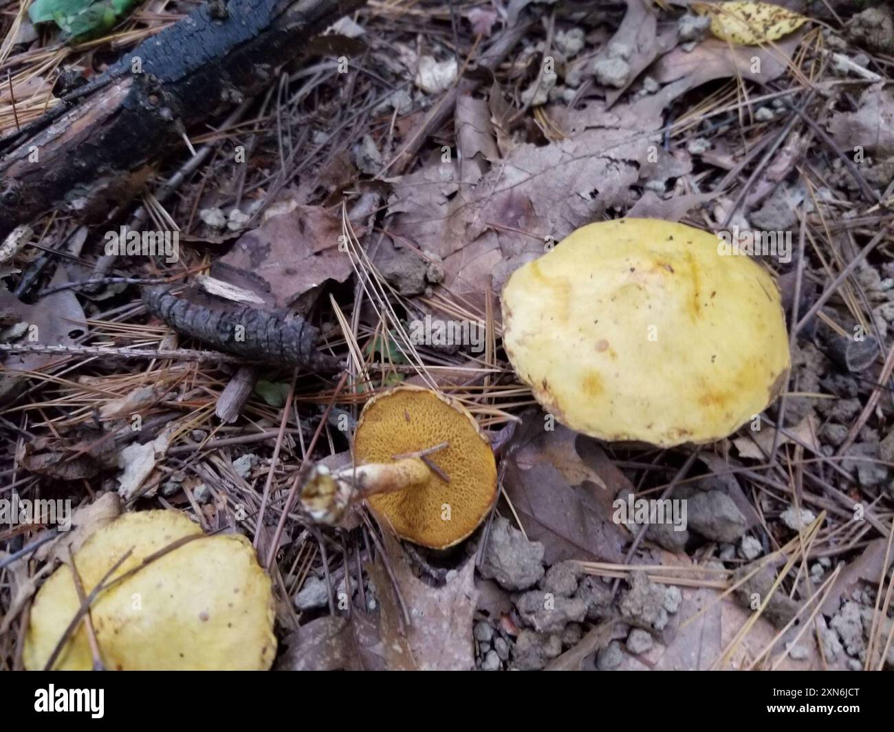 Chicken Fat Mushroom (Suillus americanus) Fungi Stock Photo - Alamy