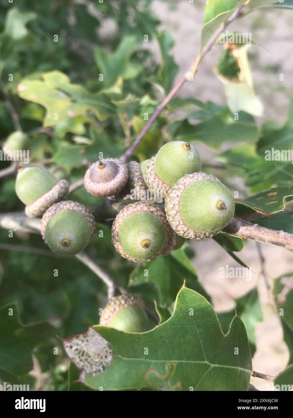 bear oak (Quercus ilicifolia) Plantae Stock Photo - Alamy