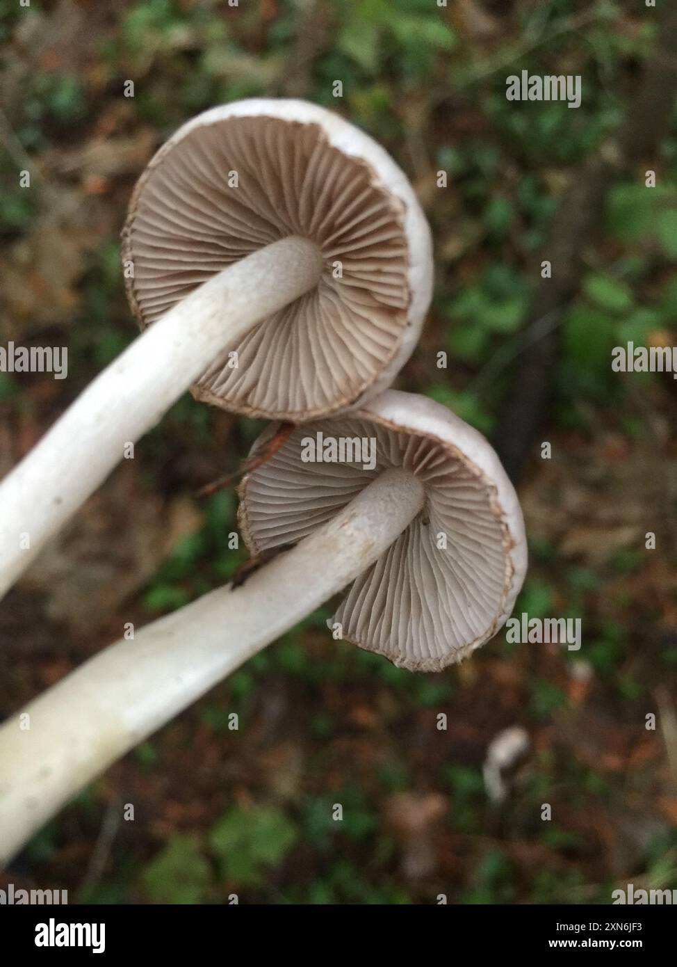 Lilac Fibrecap (Inocybe lilacina) Fungi Stock Photo - Alamy