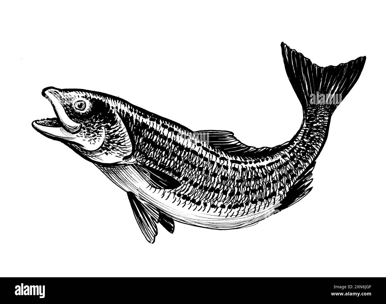 River fish. Hand drawn ink black and white illustration Stock Photo - Alamy