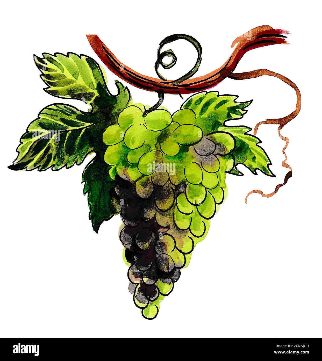 Bunch of grapes. Hand drawn ink and watercolour illustration Stock ...