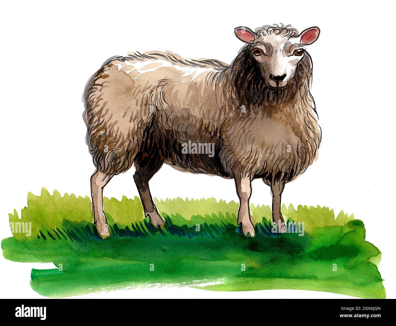 Grazing sheep. Hand drawn ink and watercolour illustration Stock Photo ...