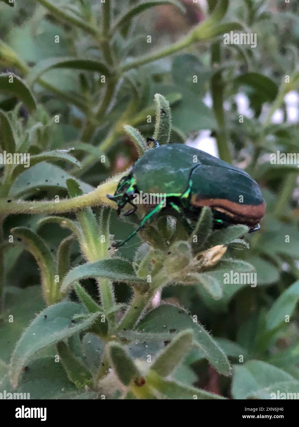 Figeater beetle hi-res stock photography and images - Alamy