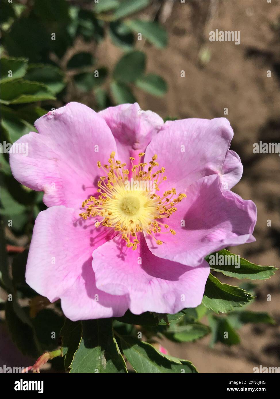 Nootka rose (Rosa nutkana) Plantae Stock Photo - Alamy